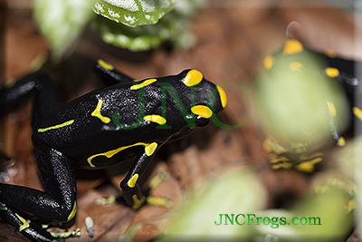 JNC Frogs -Our Frogs