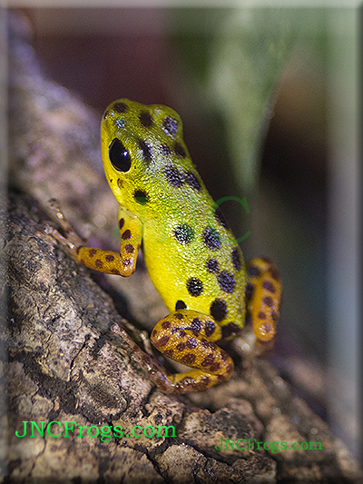 JNC Frogs -Our Frogs